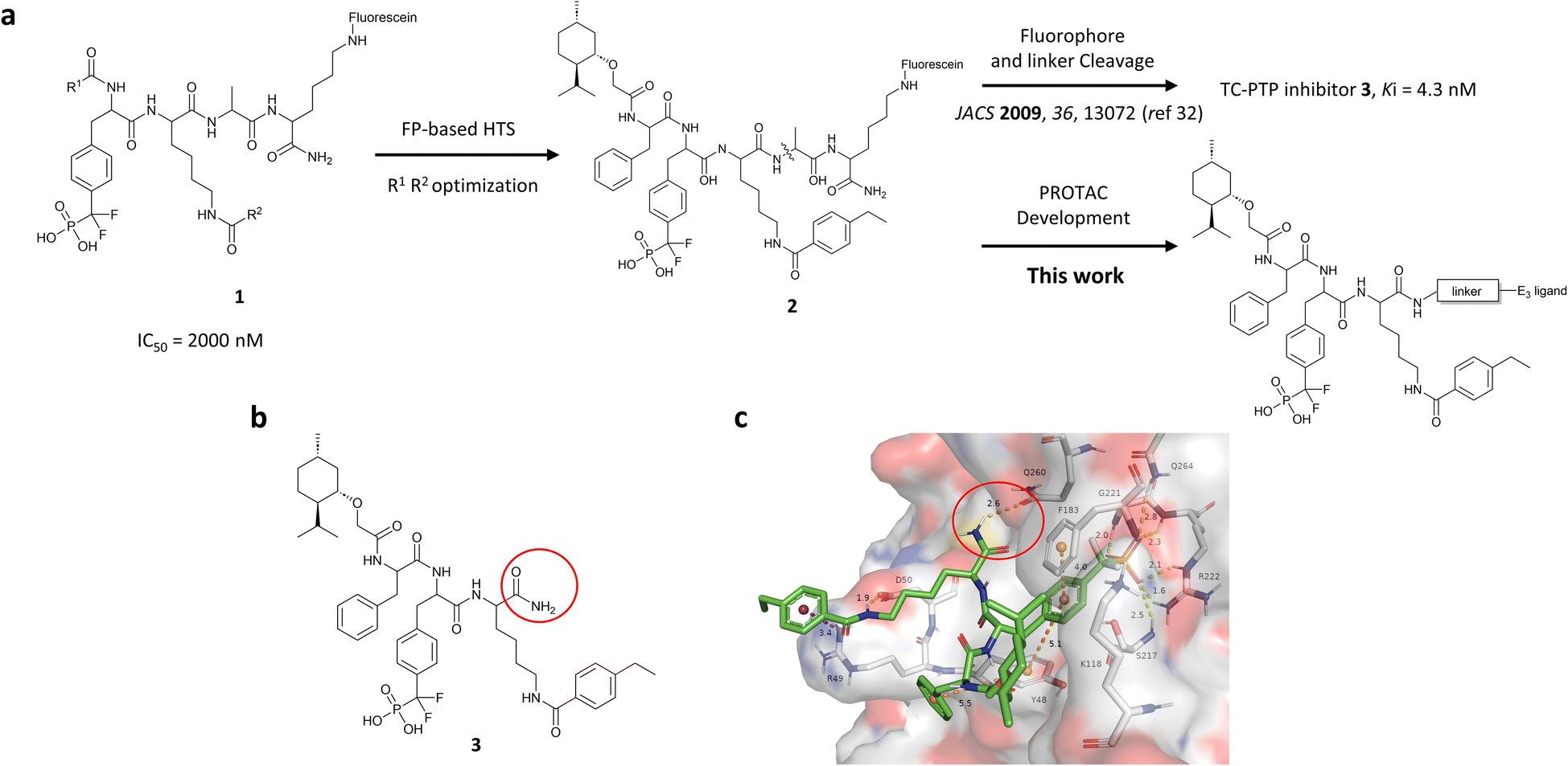 Discovery of a selective TC-PTP degrader for cancer immunotherapy ...