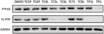 Discovery of a selective TC-PTP degrader for cancer immunotherapy ...