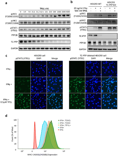 Discovery of a selective TC-PTP degrader for cancer immunotherapy ...