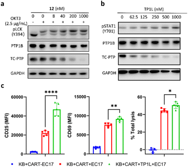 Discovery of a selective TC-PTP degrader for cancer immunotherapy ...