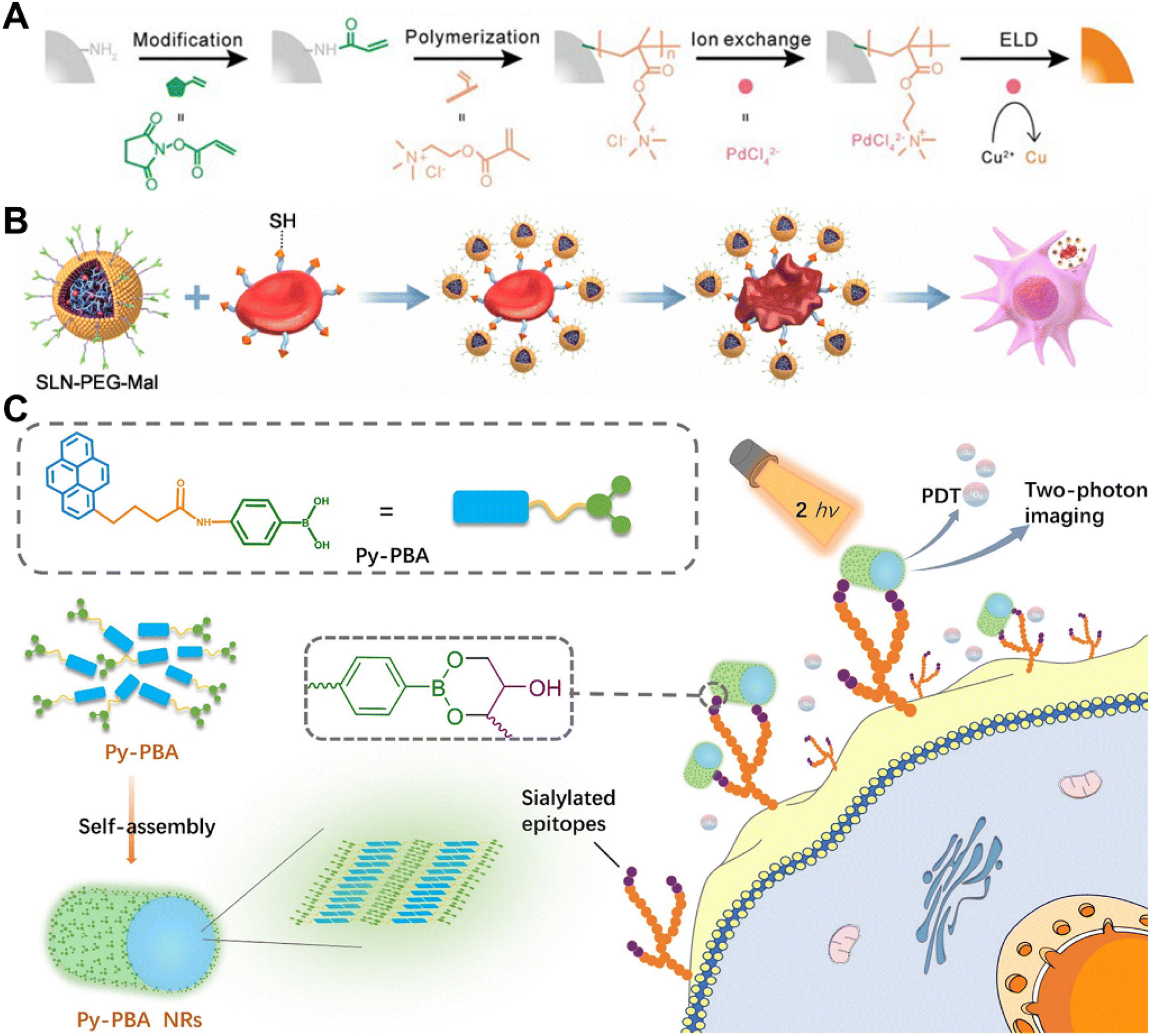 Advancing cell surface modification in mammalian cells with synthetic ...