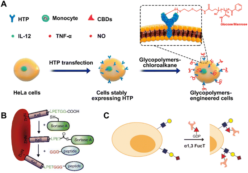 Advancing cell surface modification in mammalian cells with synthetic ...