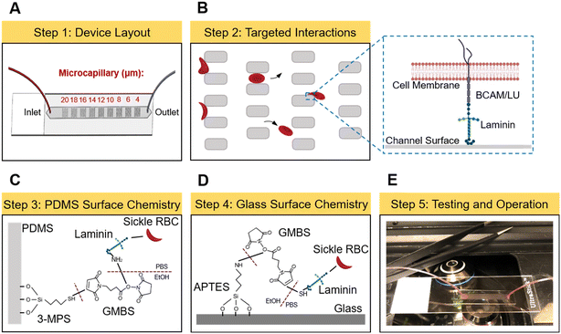 Microfluidic concurrent assessment of red blood cell adhesion and ...