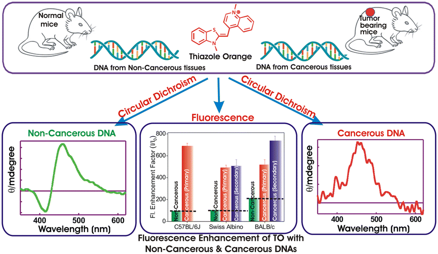 Label-free optical bio-sensing of non-cancerous and cancerous tissues from mice: distinct ...