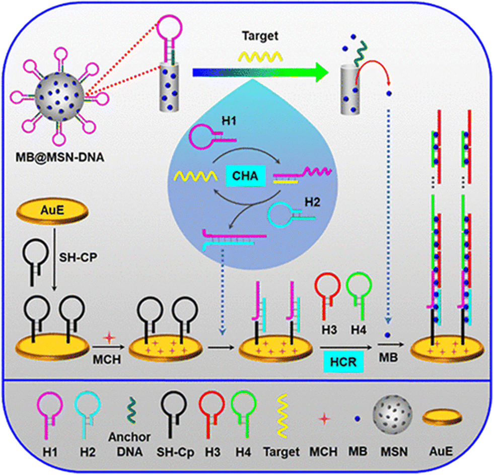Nanomaterials for miRNA detection: the hybridization chain reaction ...