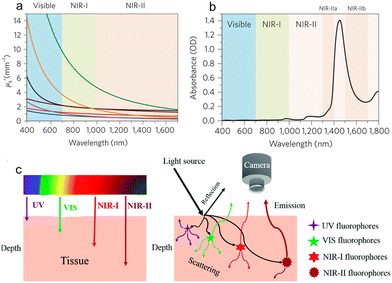 NIR-II semiconducting polymers for in vivo high-resolution imaging and ...