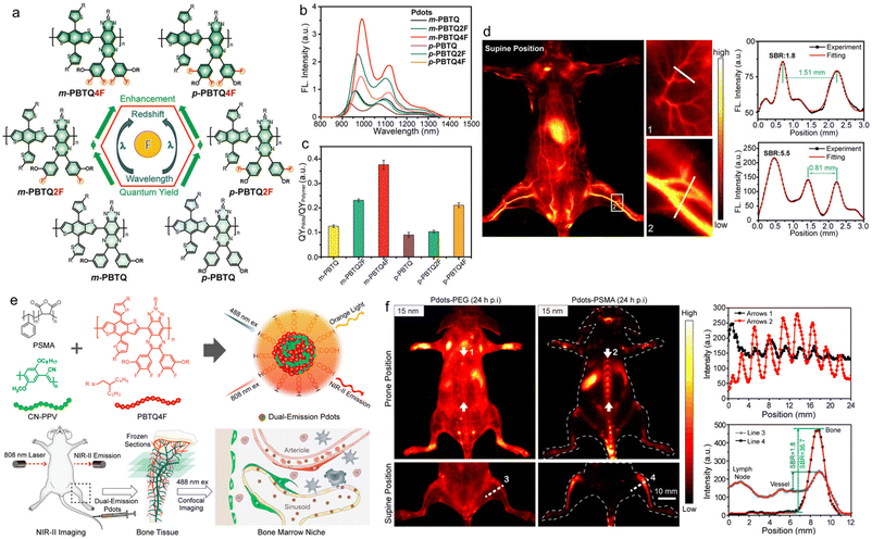 NIR-II semiconducting polymers for in vivo high-resolution imaging and ...