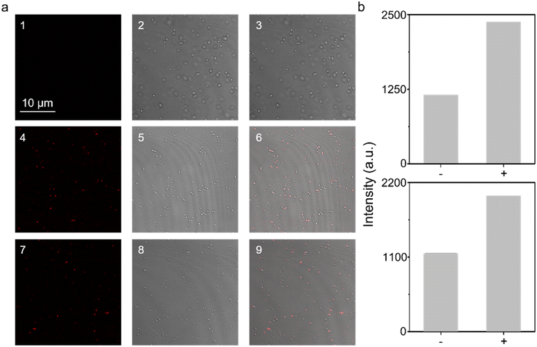 Repurposing a long-wavelength fluorescent boronate probe for the ...