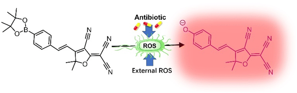 Repurposing a long-wavelength fluorescent boronate probe for the ...