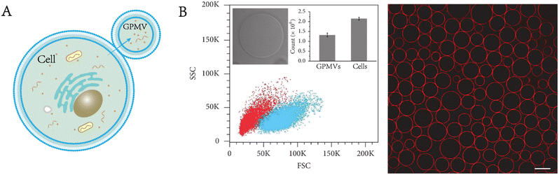 Formation of giant plasma membrane vesicles for biological and medical ...