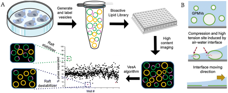 Formation of giant plasma membrane vesicles for biological and medical ...