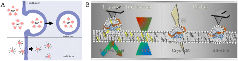Formation of giant plasma membrane vesicles for biological and medical ...