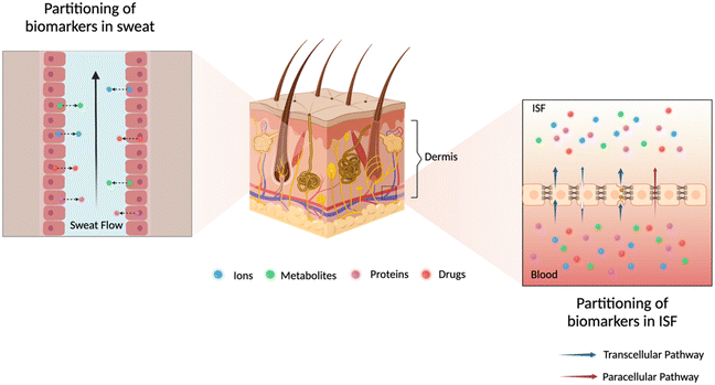 Dermal-fluid-enabled detection platforms for non-invasive ambulatory ...
