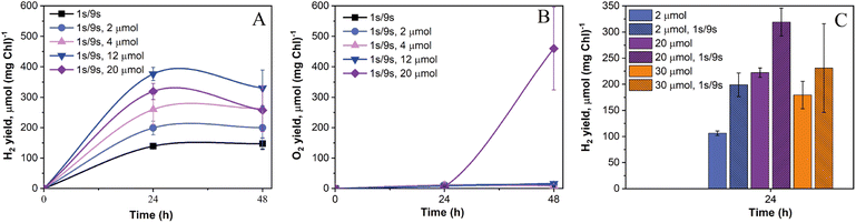 Balancing photosynthesis, O 2 consumption, and H 2 recycling for ...