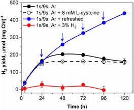 Balancing photosynthesis, O 2 consumption, and H 2 recycling for ...