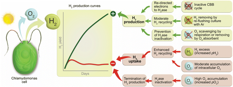 Balancing photosynthesis, O 2 consumption, and H 2 recycling for ...