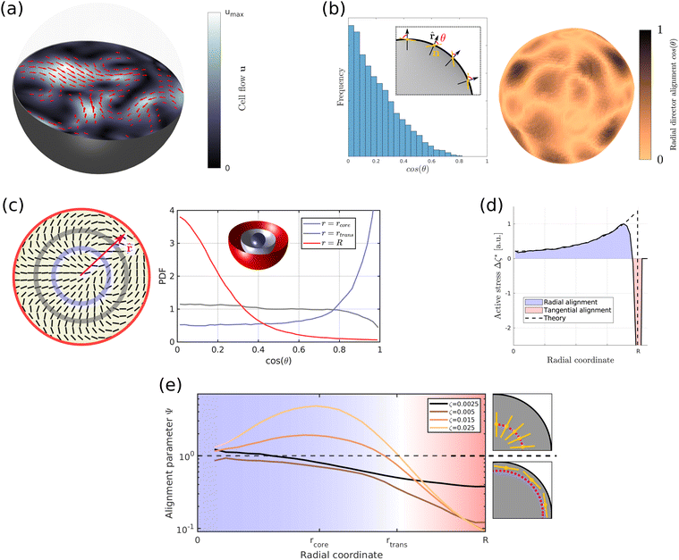 Activity-driven tissue alignment in proliferating spheroids - Soft Matter (RSC Publishing) DOI ...