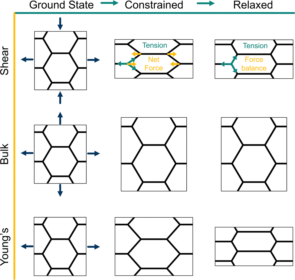 The role of non-affine deformations in the elastic behavior of the cellular vertex model - Soft ...