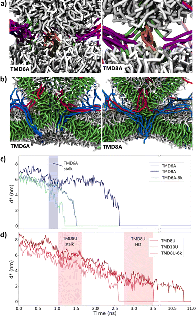 On the role of membrane embedding, protein rigidity and transmembrane ...