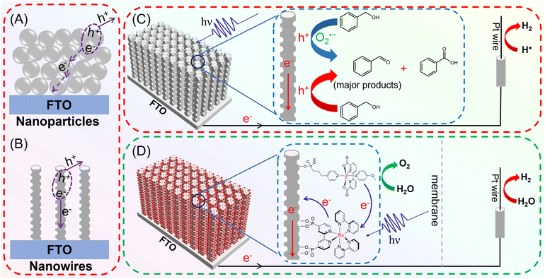 Ultrathin corrugated nanowire TiO 2 as a versatile photoanode platform ...