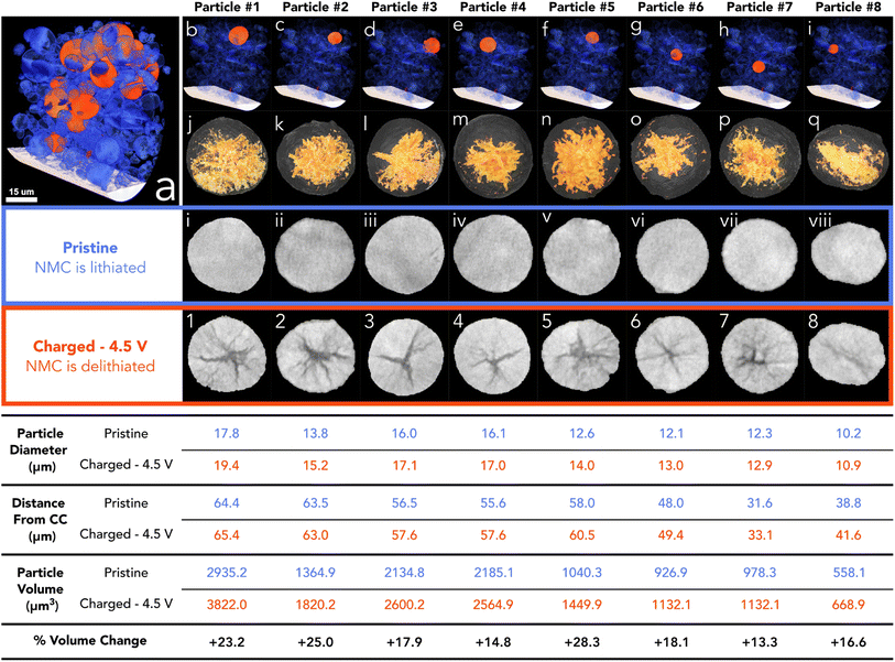 Direct observations of electrochemically induced intergranular cracking ...