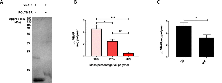 Functionalization of polymeric nanoparticles with targeting VNAR ...