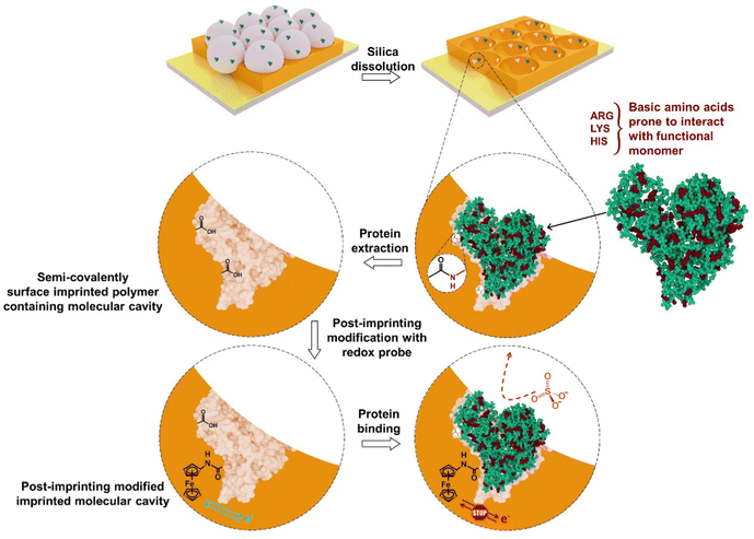 Post-imprinting modification: electrochemical and scanning ...