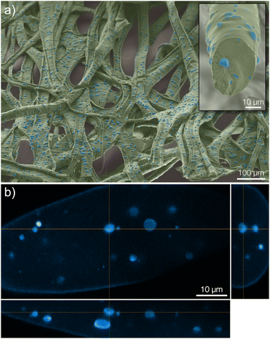 Microcapsule functionalization enables rate-determining release from ...