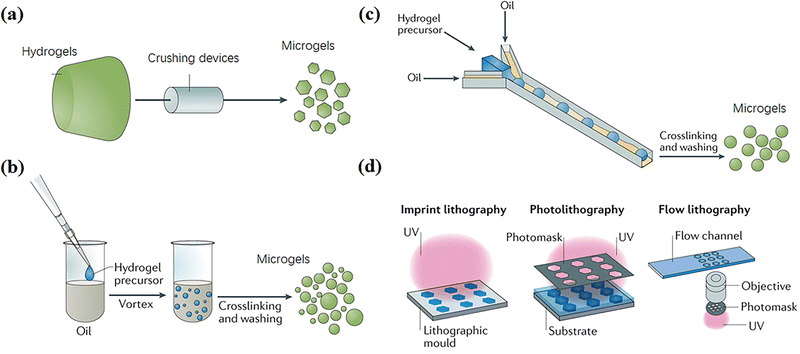 Supramolecular assemblies of multifunctional microgels for biomedical ...