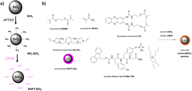 Towards molecularly imprinted polymers that respond to and capture ...