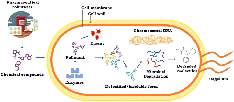 Promising approaches and kinetic prospects of the microbial degradation ...