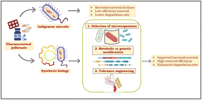 Promising approaches and kinetic prospects of the microbial degradation ...