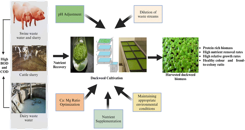 Duckweed: exploring its farm-to-fork potential for food production and ...