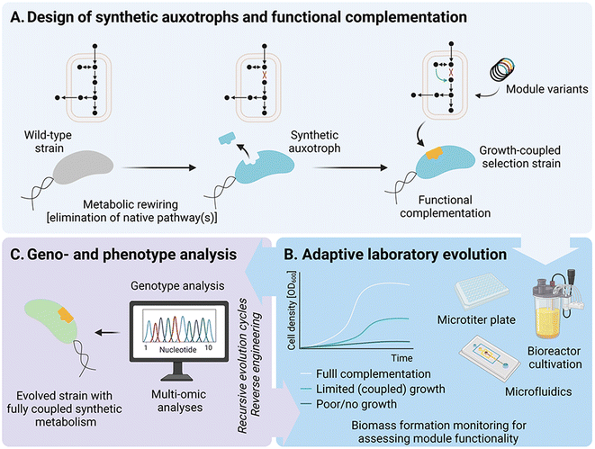 Accelerating enzyme discovery and engineering with high-throughput ...