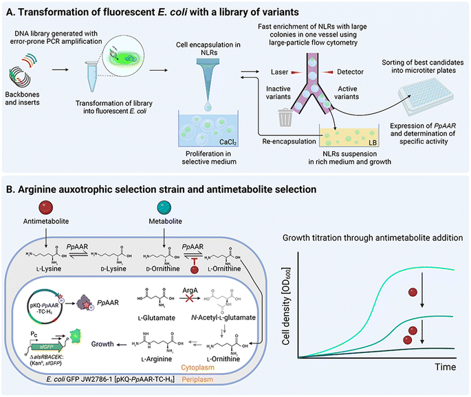Accelerating enzyme discovery and engineering with high-throughput ...