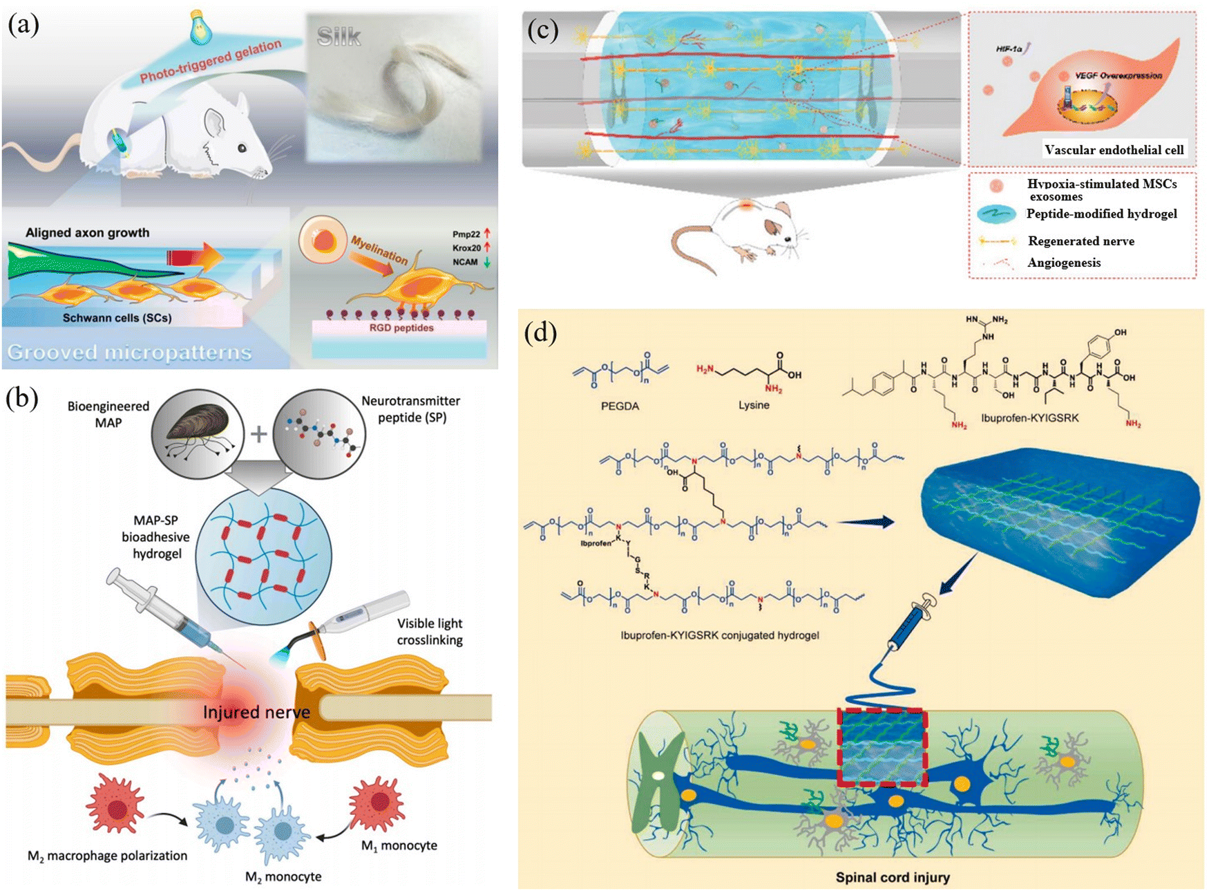Recent advances in peptide-based bioactive hydrogels for Recent advances in peptide-based bioactive hydrogels for