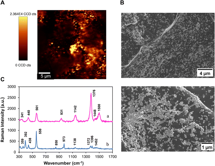 Surface-enhanced Raman scattering detection of thiram and ciprofloxacin ...