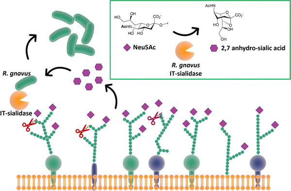 Sialic acids in infection and their potential use in detection and ...