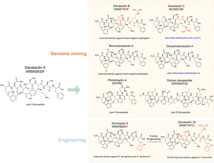 Discovery and engineering of ribosomally synthesized and post ...