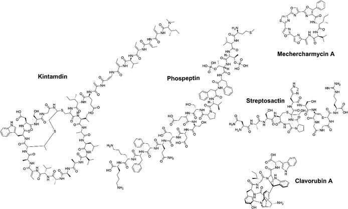 Discovery and engineering of ribosomally synthesized and post ...