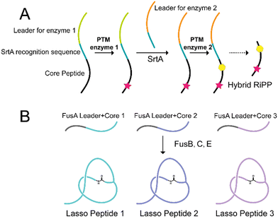 Discovery and engineering of ribosomally synthesized and post ...