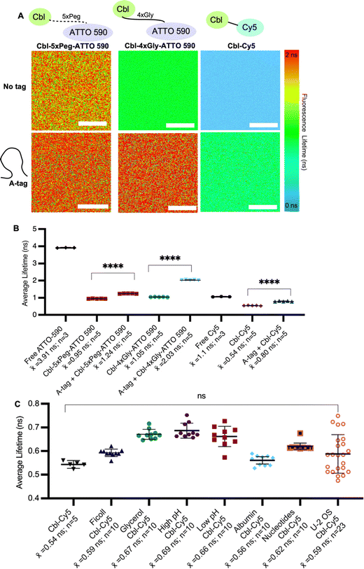 Evaluating Riboglow-FLIM probes for RNA sensing - RSC Chemical Biology ...