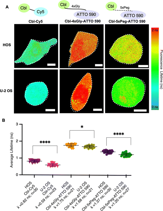 Evaluating Riboglow-FLIM probes for RNA sensing - RSC Chemical Biology ...