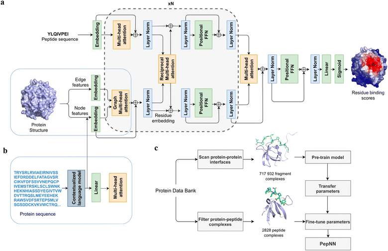 Leveraging machine learning models for peptide–protein interaction ...