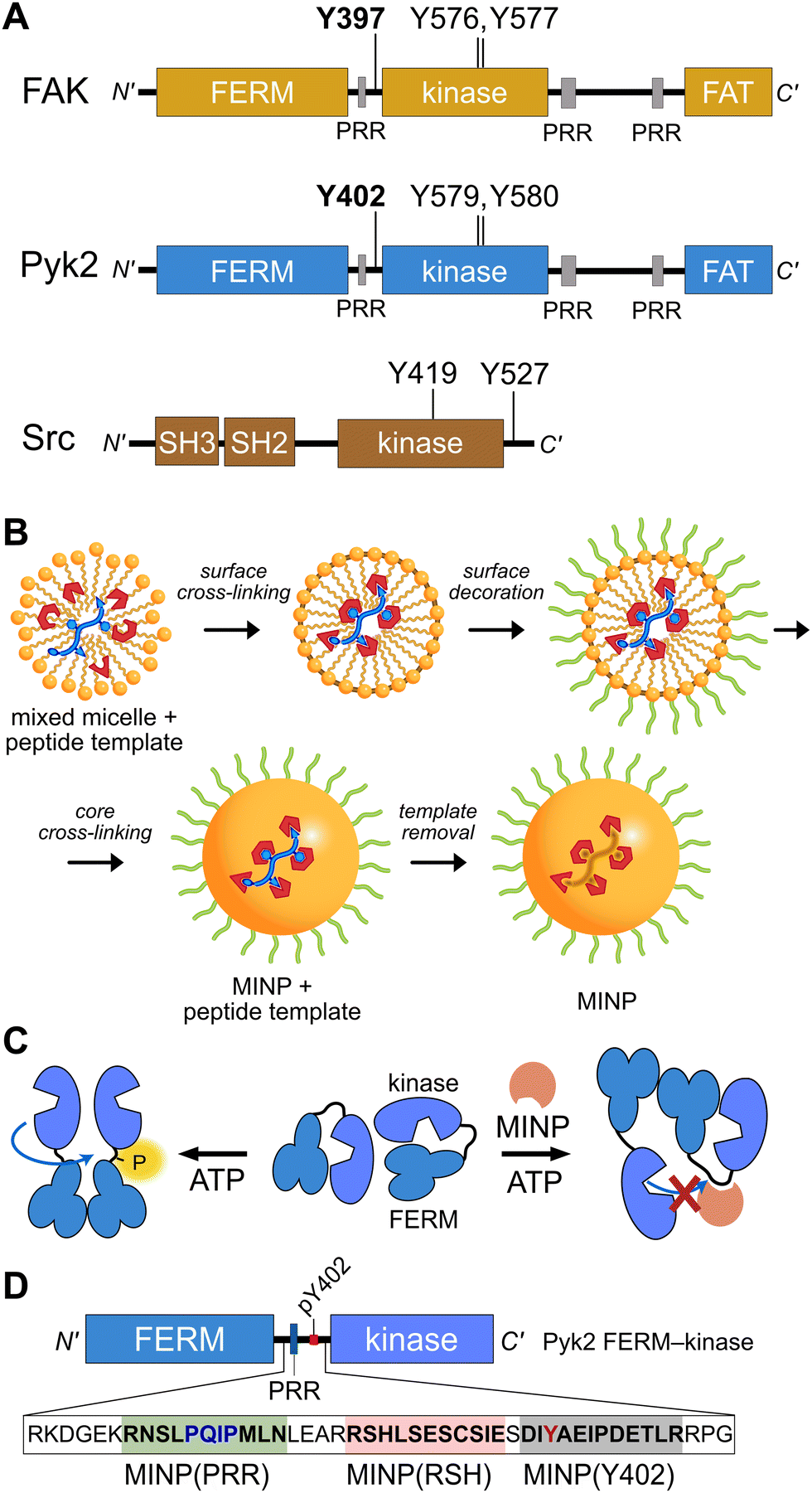 Molecularly imprinted nanoparticles reveal regulatory scaffolding ...