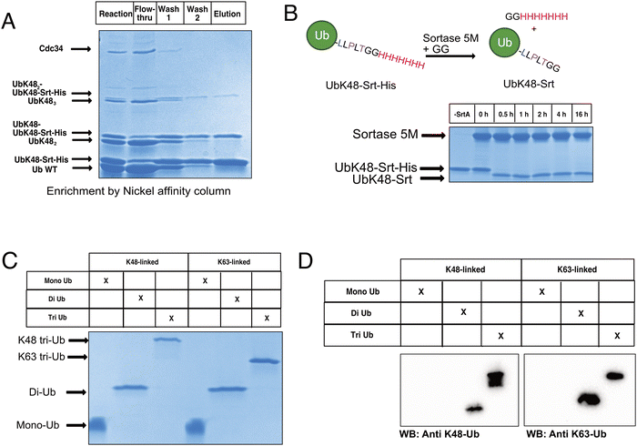 Sortase mediated protein ubiquitination with defined chain length and ...