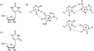 Pseudouridine and N 1-methylpseudouridine as potent nucleotide ...
