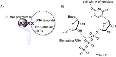 Pseudouridine and N 1-methylpseudouridine as potent nucleotide ...