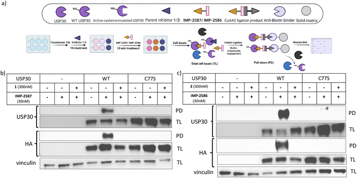 Discovery of potent and selective activity-based probes (ABPs) for the ...