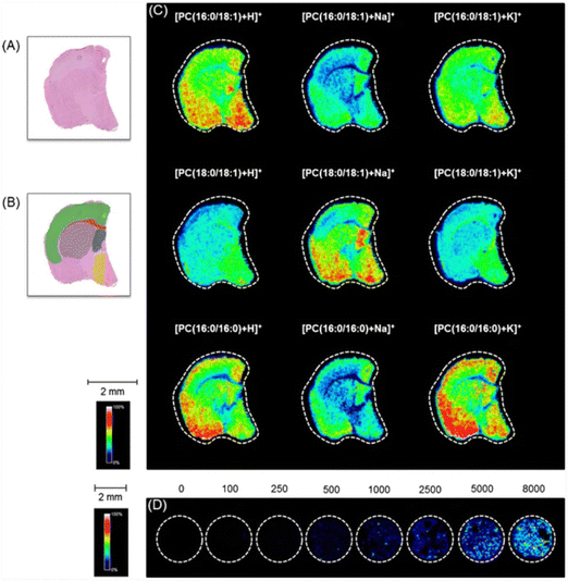 Quantitative mass spectrometry imaging: therapeutics & biomolecules ...
